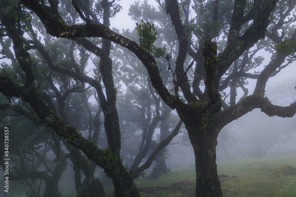 Fanal forest on Madeira island. Foggy lush green laurel tree forest ...
