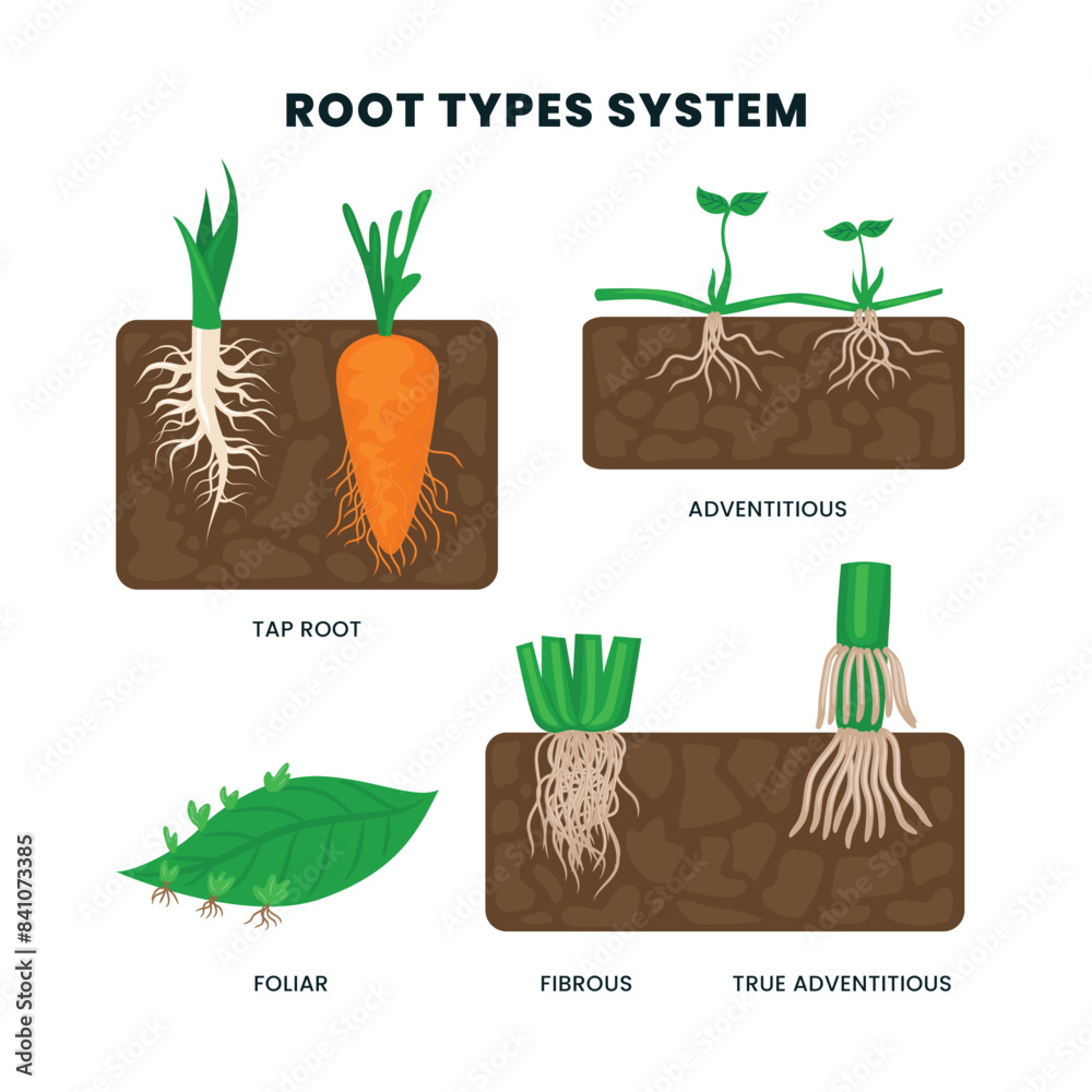 Different types of root system in soil from side view in biological ... Different types of root system in soil from side view in biological ...