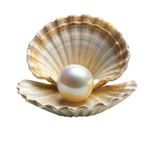 Ocean Clam Shell Free Stock Photo - Public Domain Pictures