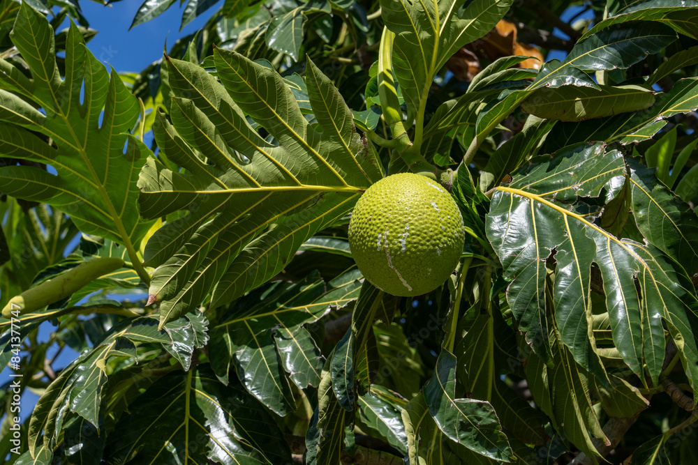Breadfruit (Artocarpus altilis) is a species of flowering tree in the ...