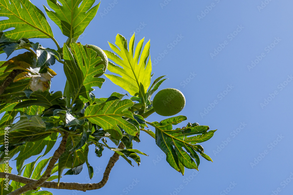 Breadfruit (Artocarpus altilis) is a species of flowering tree in the ...