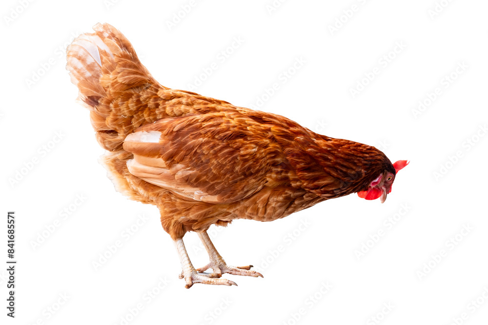 Chicken, Full body of brown chicken hen standing isolated on ...