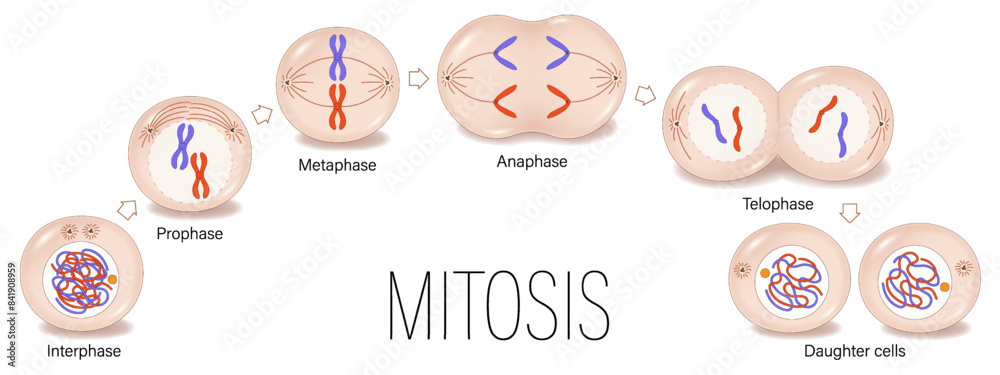 Diagram of Mitosis vector. Prophase, Metaphase, Anaphase, and Telophase. Cell division for ...
