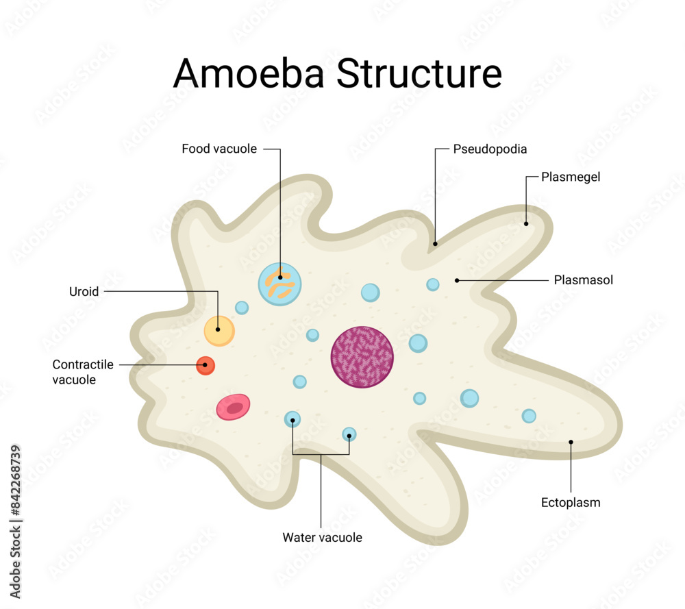 Structure of amoeba vector microorganism Stock Vector | Adobe Stock