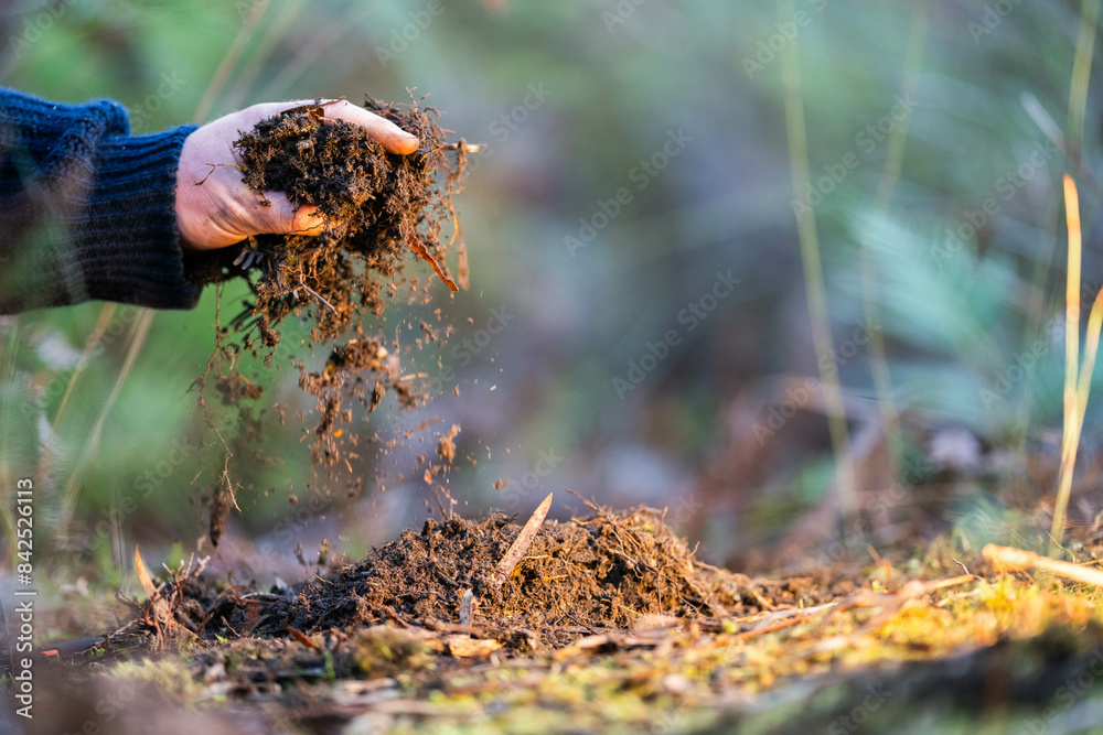 scientist researcher studying soil and forest health effects from ...