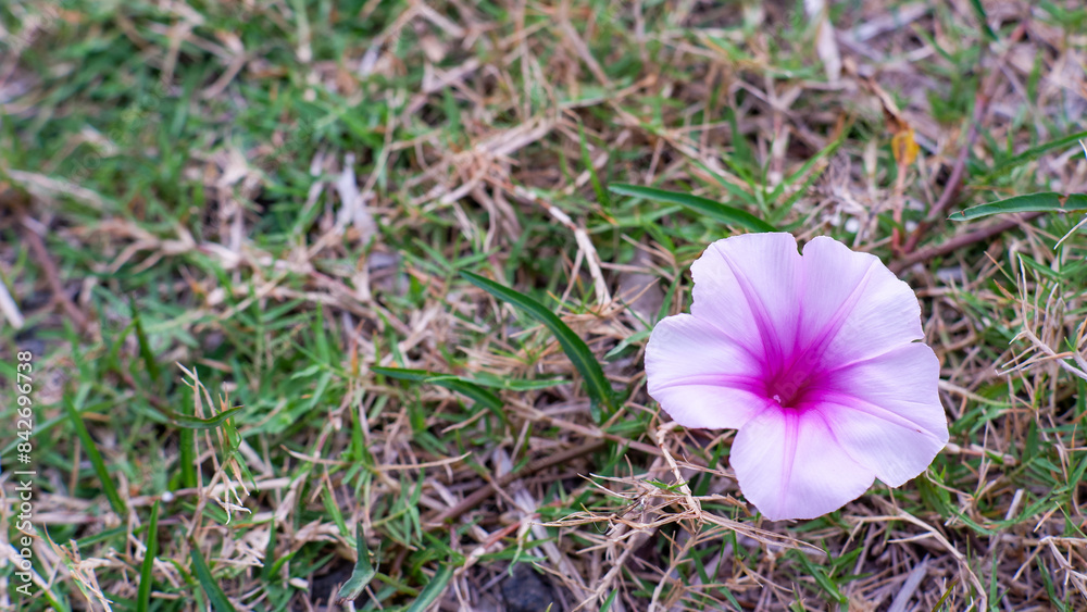 Ipomoea aquatica is a semiaquatic, tropical plant grown as a leaf ...