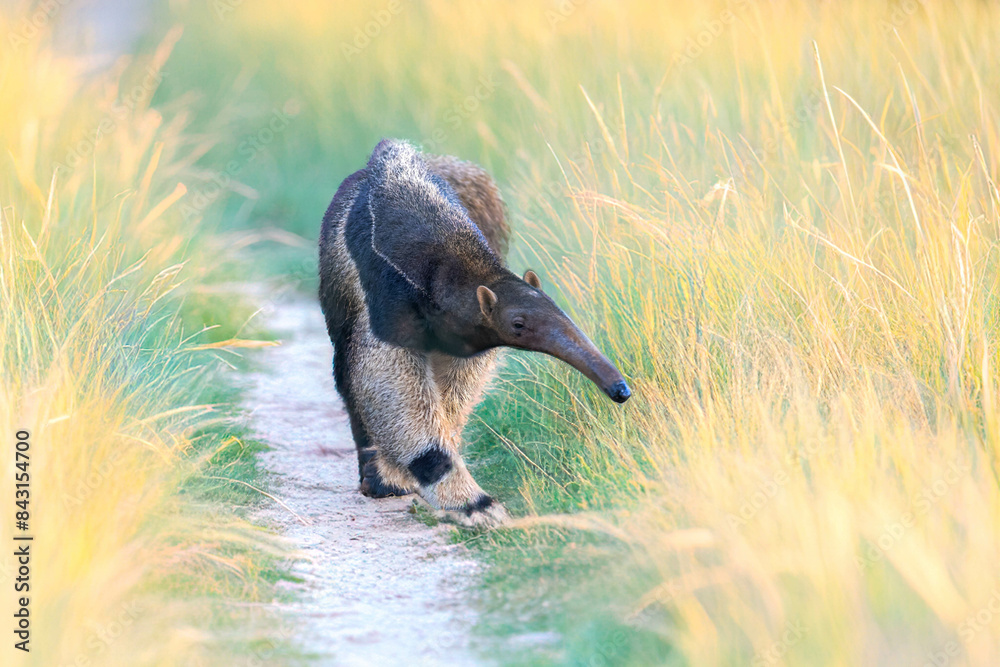 Rare South American animal known as the giant anteater. Special photo ...