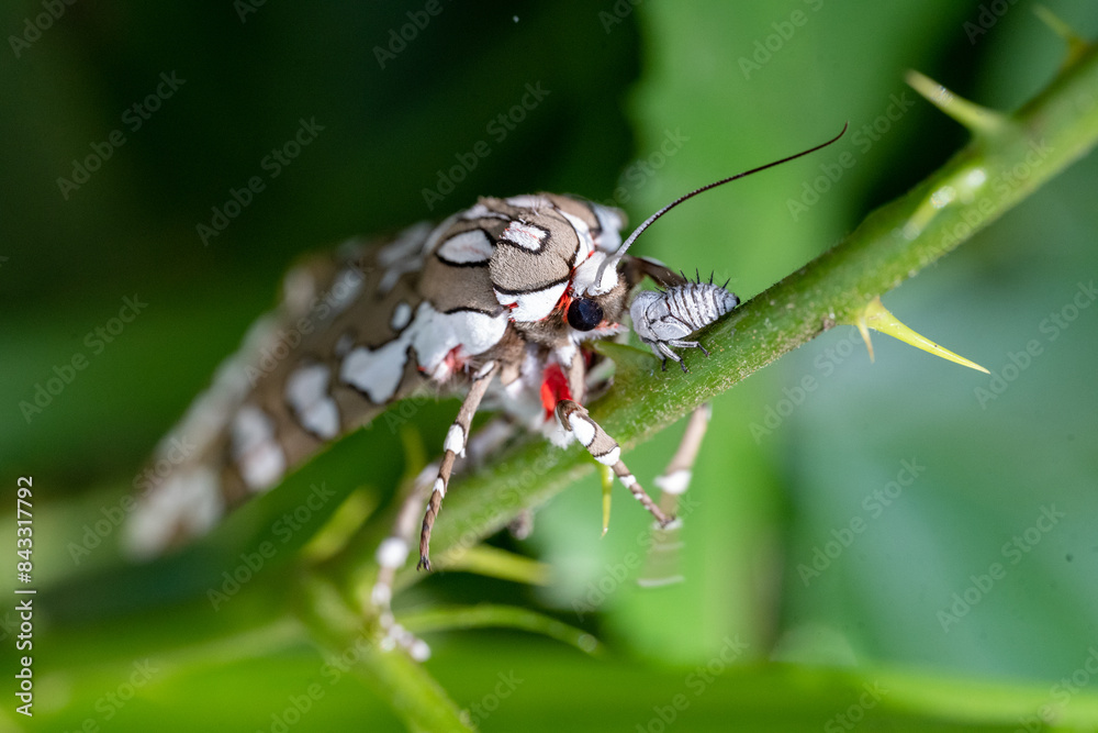 Painted tiger moth (Arachnis picta) interacting with a young Mexican ...