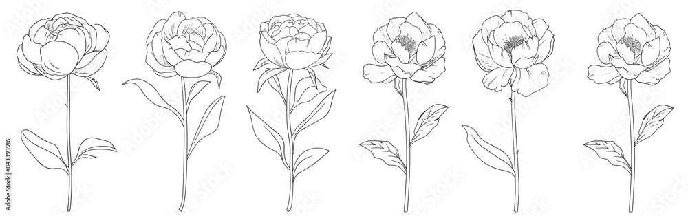 Abstract one line drawing of blooming peonies flowers vector ...