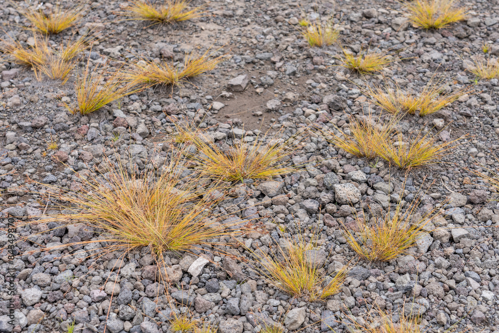 Bulbostylis capillaris is a species of sedge known by the common names ...