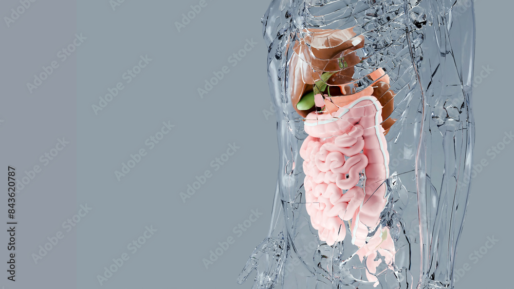 Human stomach and esophagus anatomy structure, liver, body with ...