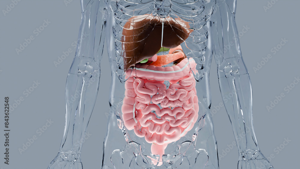 Human stomach and esophagus anatomy structure, liver, body with ...