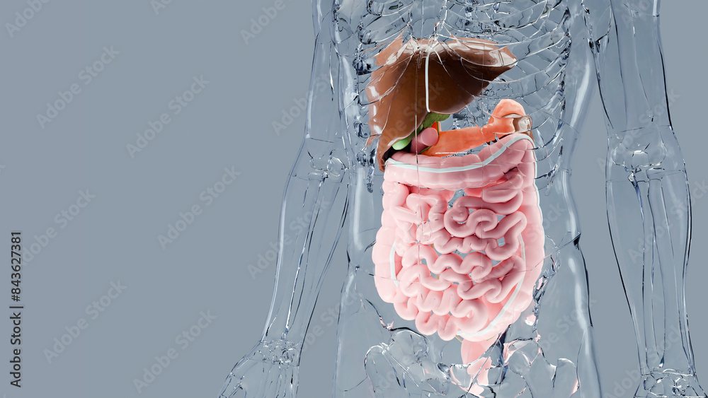 Human stomach and esophagus anatomy structure, liver, body with ...