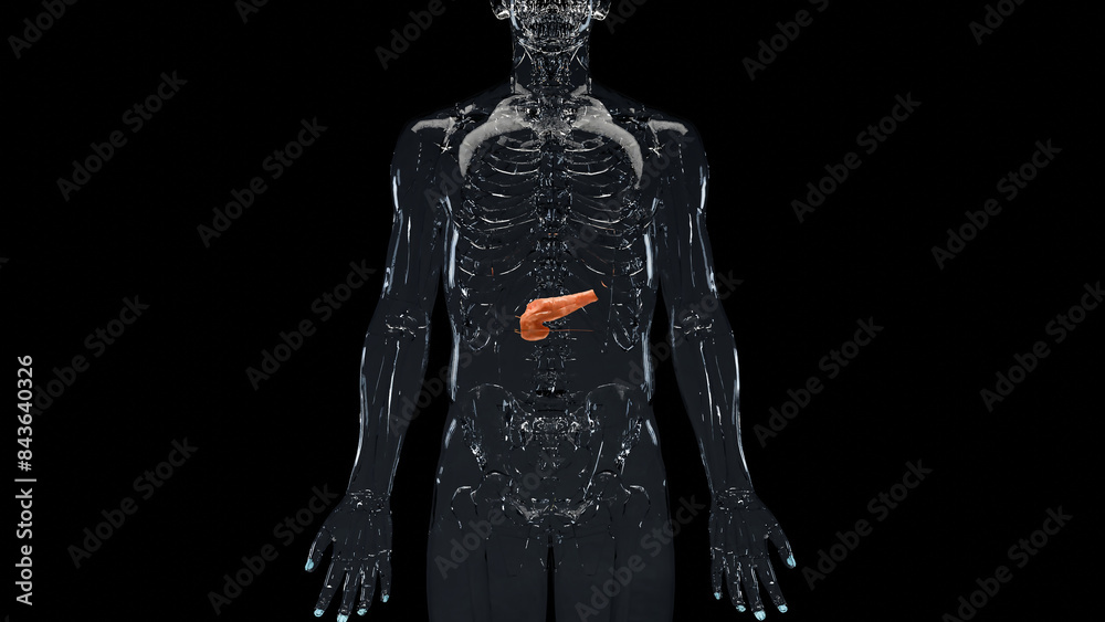 Human Pancreas Anatomy, illustration on black background, internal ...