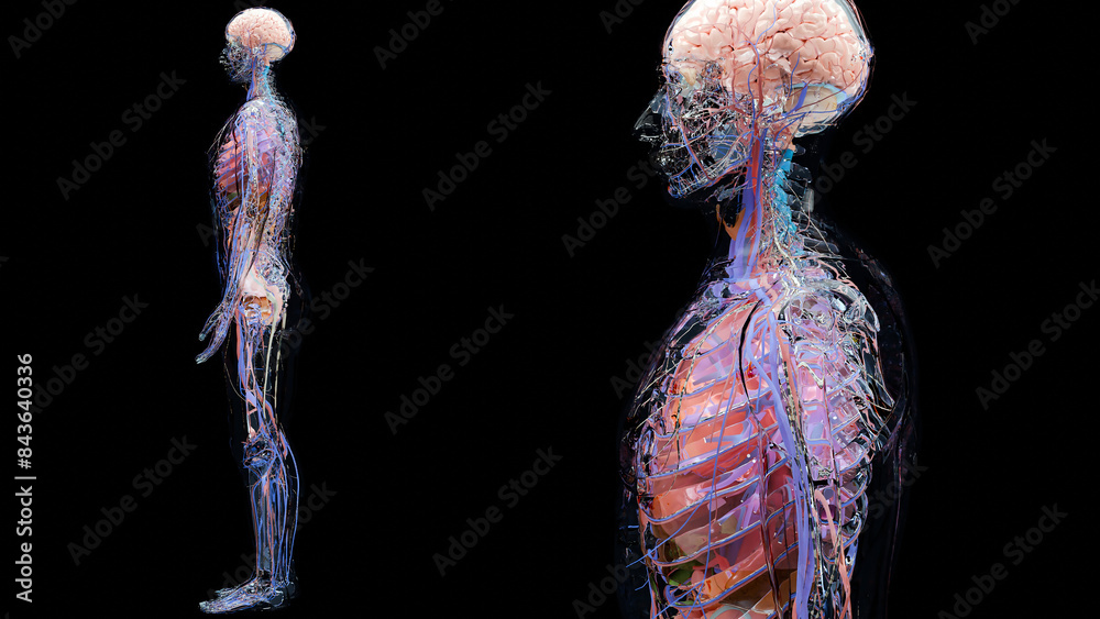 Human anatomy, internal organs and bones, respiratory and digestive and ...