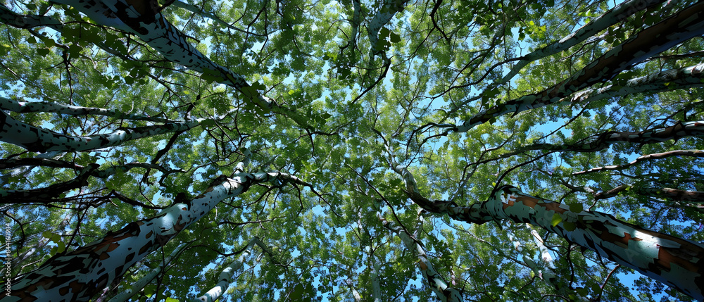 Ground-level perspective of a forest with trees showing crown shyness ...