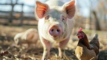 Pig And Chicken Farm Free Stock Photo - Public Domain Pictures