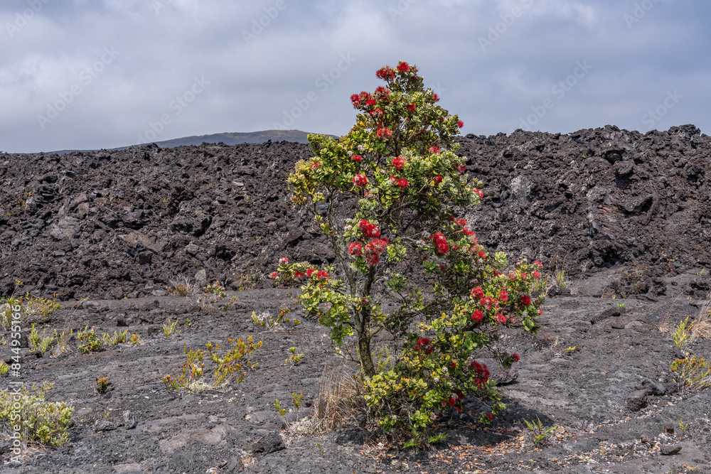 Metrosideros polymorpha, the ʻōhiʻa lehua, flowering evergreen tree in ...