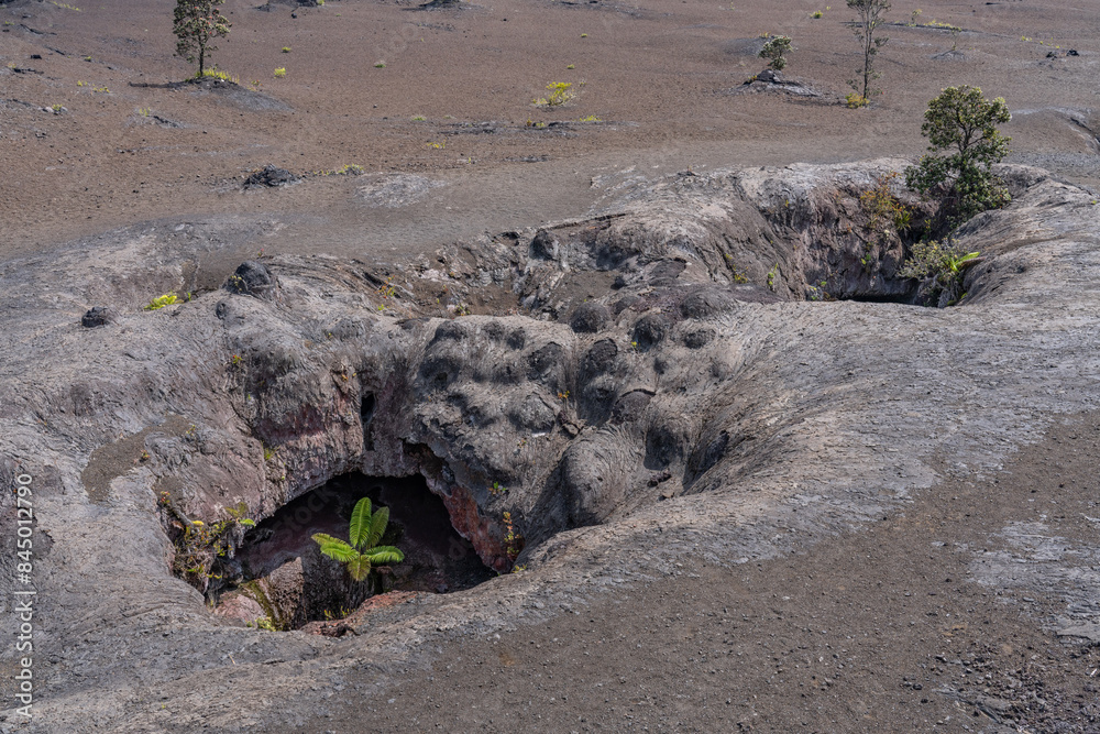 Plants grow from the 1969 fissure vents. Hawaii Volcanoes National Park ...