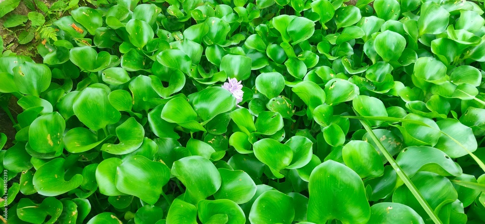 A beautiful water hyacinth flower (bunga eceng gondok) is isolated on a ...