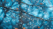 Rain Drops Tree Branches Free Stock Photo - Public Domain Pictures