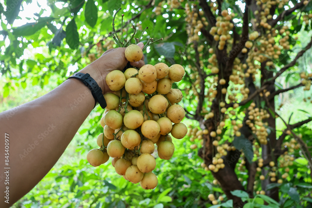 Baccaurea ramiflora, yellow fruits in hand, fully ripe during the rainy ...