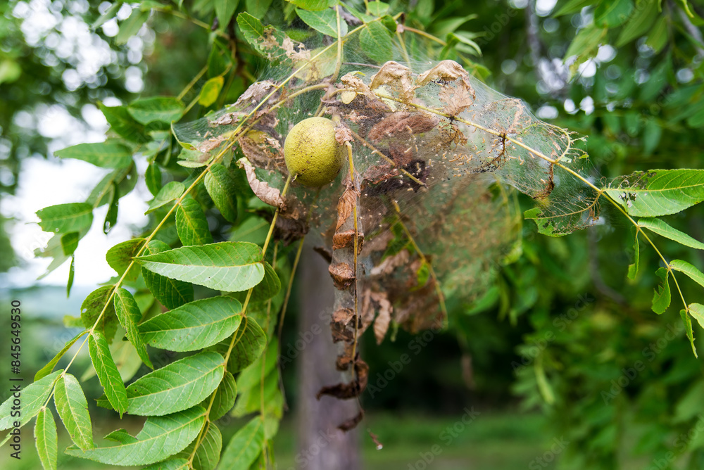 walnut caterpillars на листьях. Damage caused by walnut caterpillars ...