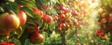 Apple Tree Free Stock Photo - Public Domain Pictures