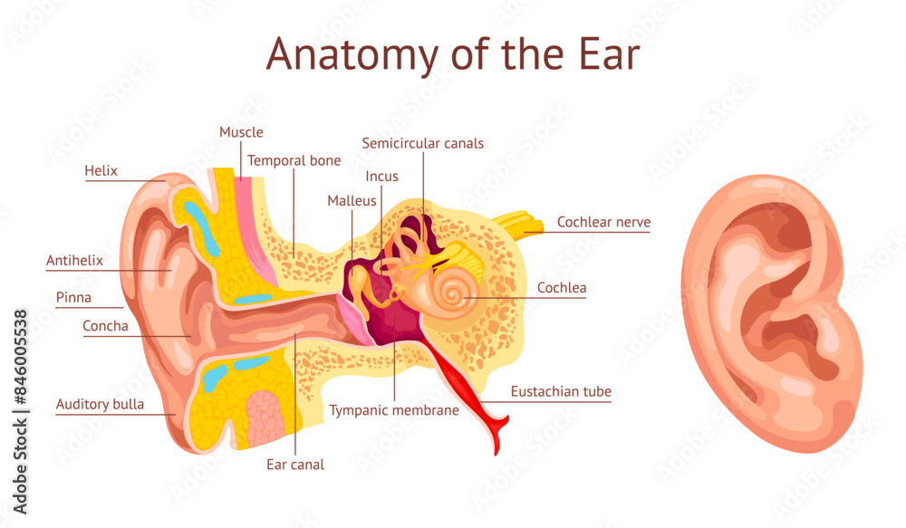 Ear cochlea. Ears anatomy diagram, human auditory system inner organ hear structure stapes ...