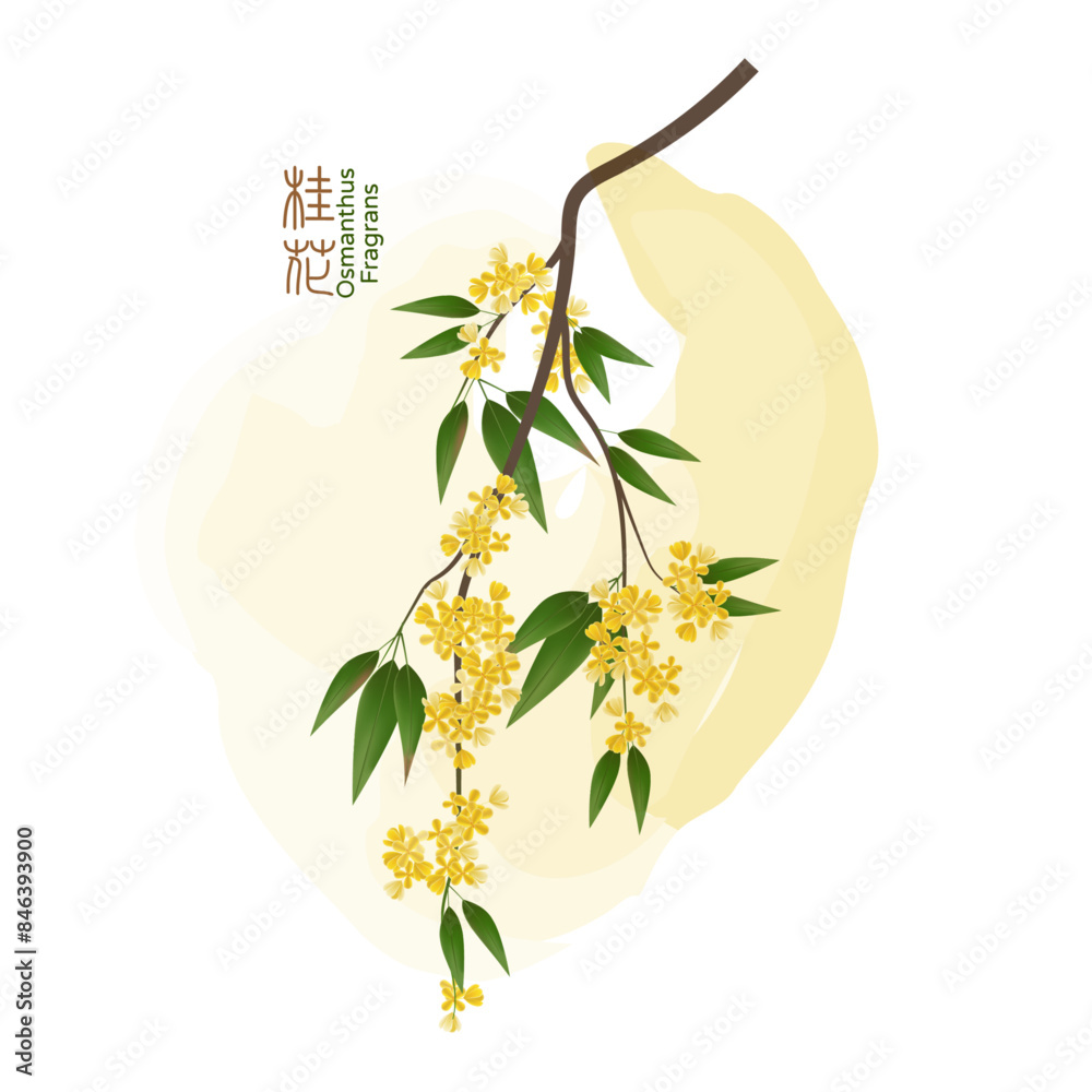 Illustration of an osmanthus flower, the Chinese text is Osmanthus ...