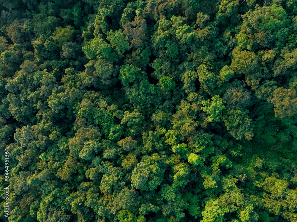 Aerial top view of green trees in forest. Drone view of dense green ...
