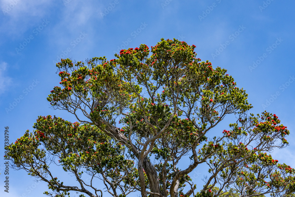 Metrosideros polymorpha, the ʻōhiʻa lehua, flowering evergreen tree in ...