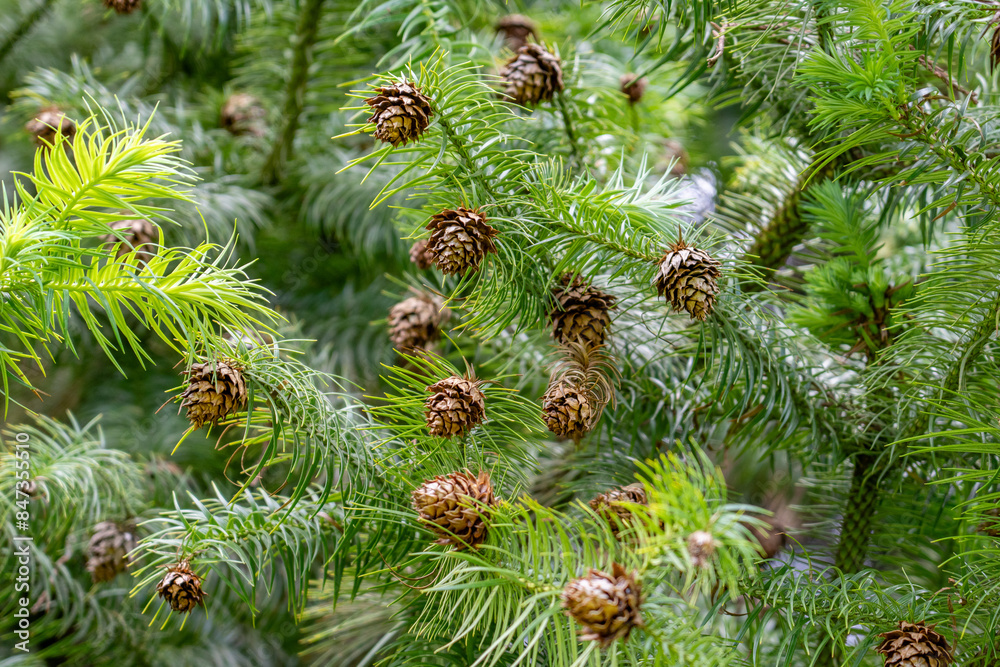 Cunninghamia lanceolata is a species of tree in the cypress family ...