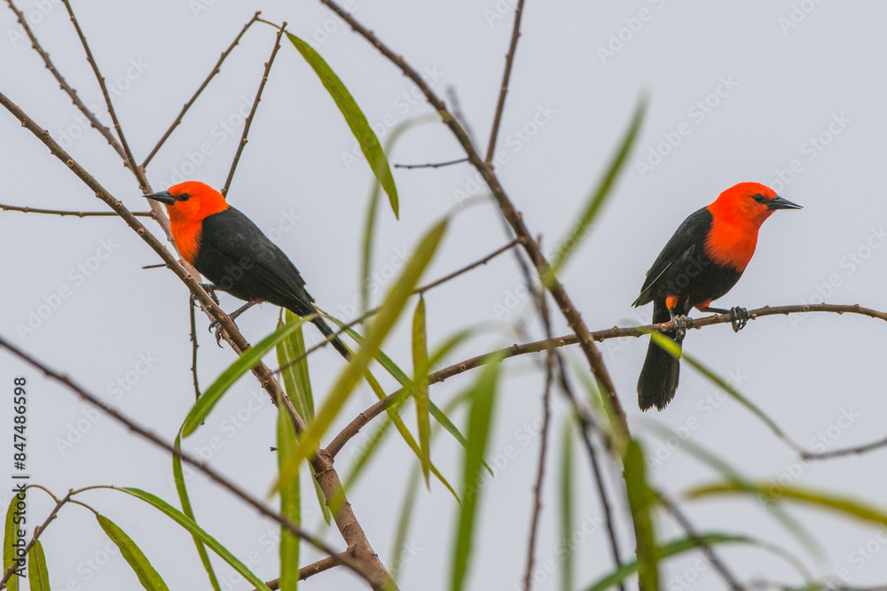 The scarlet-headed blackbird (Amblyramphus holosericeus ) is an icterid ...
