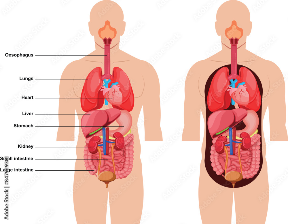 Vector de Stock Human Body Anatomy, Inside anatomical structure diagram with names isolated ...