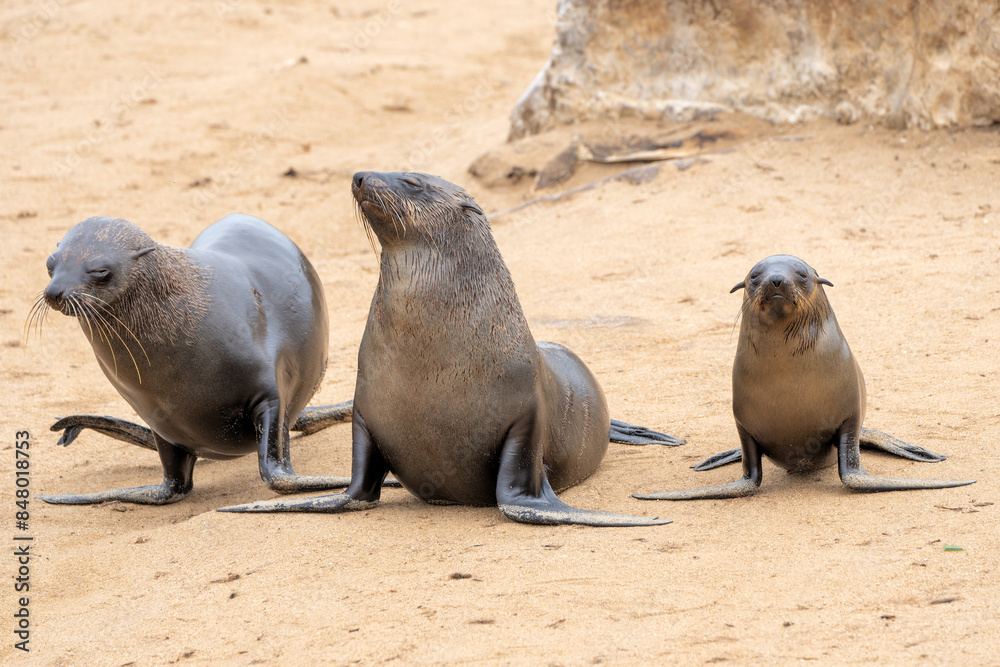 Seals on the beach. The Cape Cross Seal Reserve, the world’s largest ...