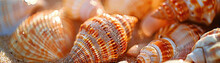 Seashell Collection Close-up Free Stock Photo - Public Domain Pictures