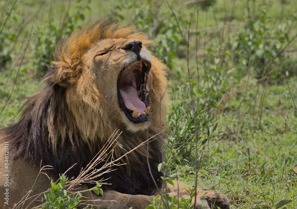 male african lion opening mouth wide yawining and showing teeth and ...