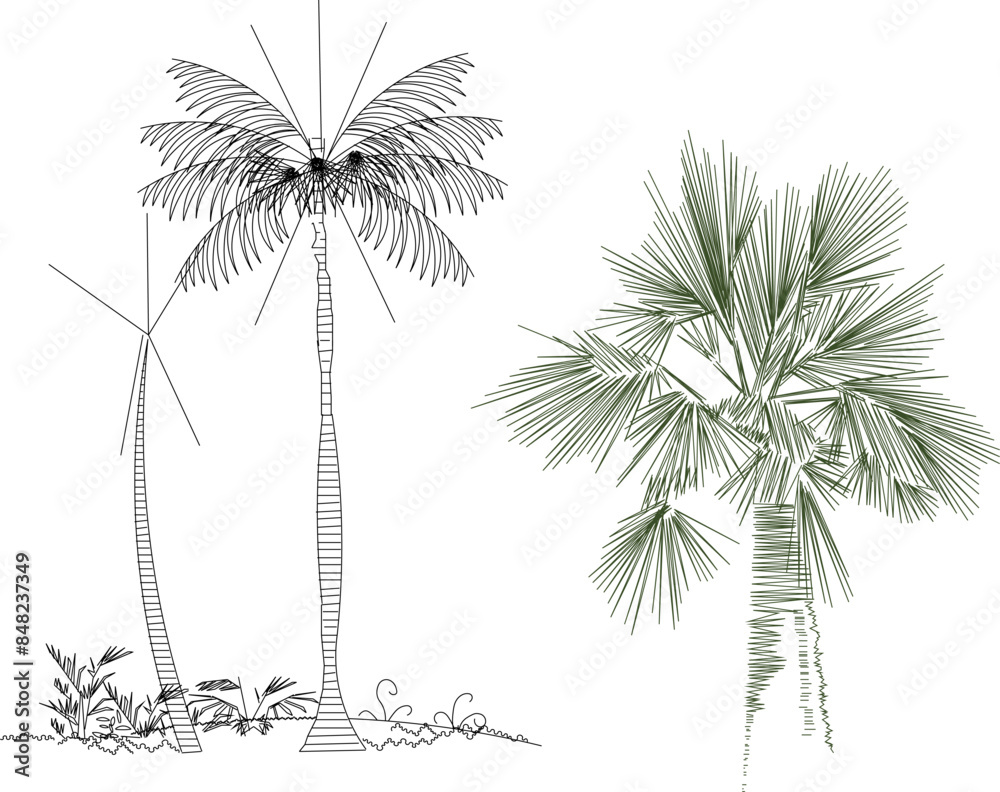 Sketsa ilustrasi siluet vektor desain detail tanaman pohon palem ...