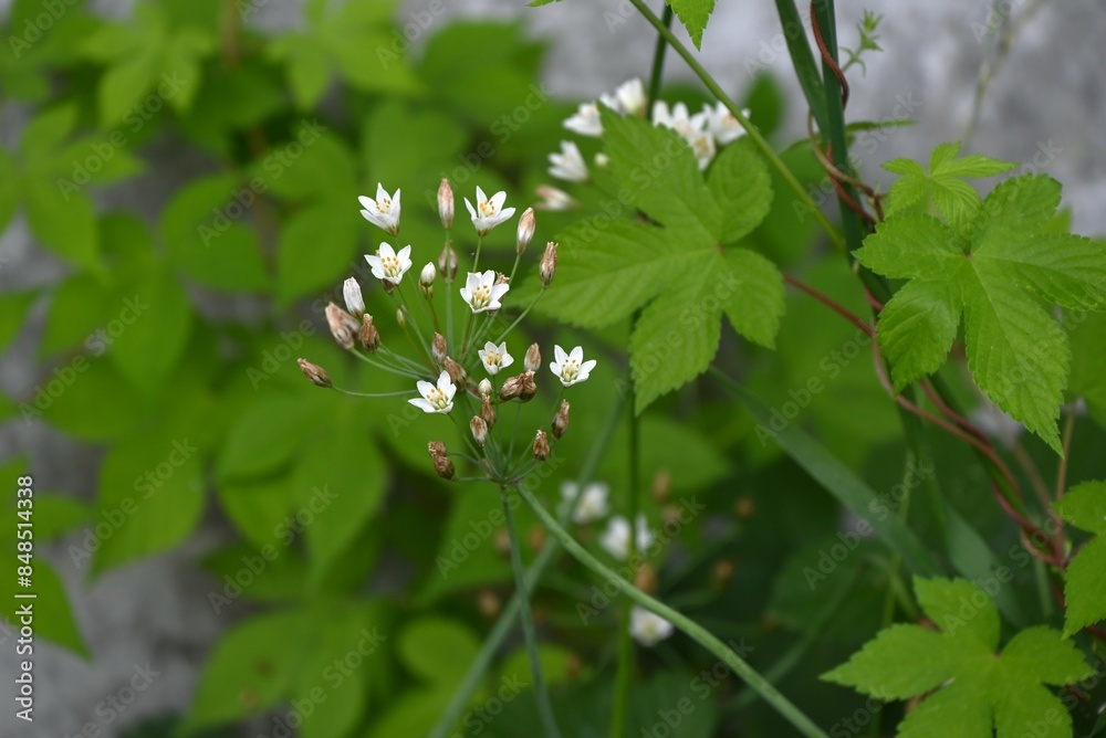 Fragrant false garlic (Nothoscordum gracile) flowers. Amaryllidaceae ...