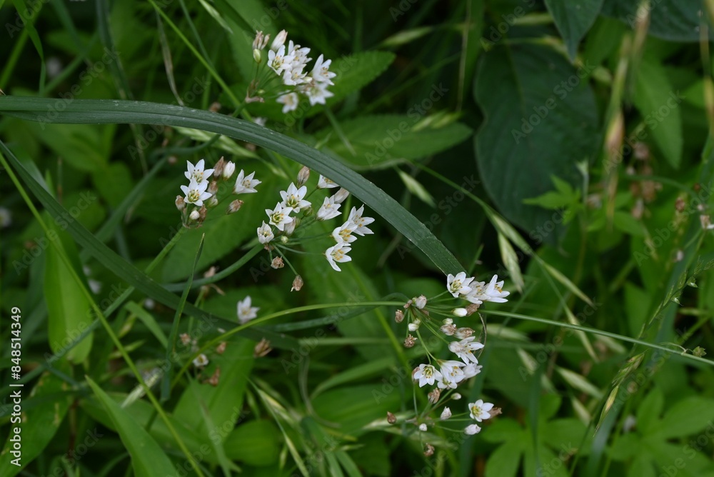 Fragrant false garlic (Nothoscordum gracile) flowers. Amaryllidaceae ...