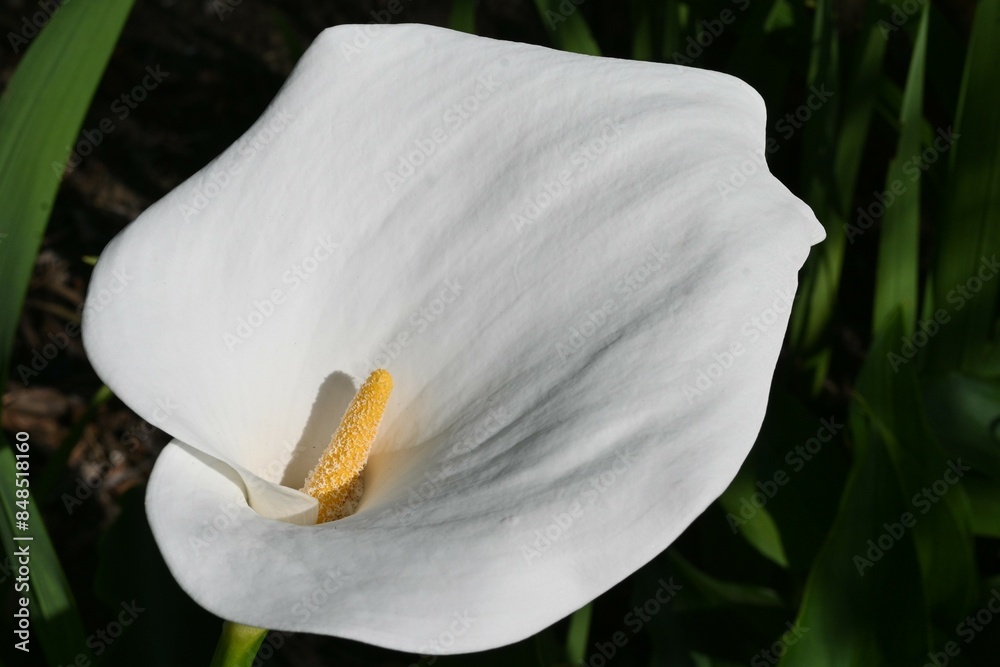 Calla lily flowers. Araceae perennial bulbous plants native to South ...