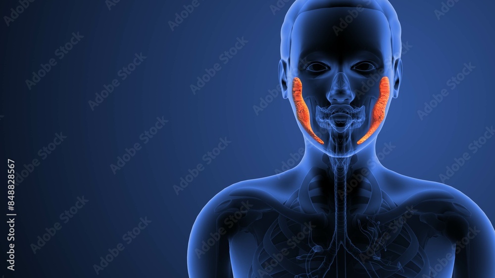 Medical concept of the Parotid gland anatomy Stock Illustration | Adobe ...