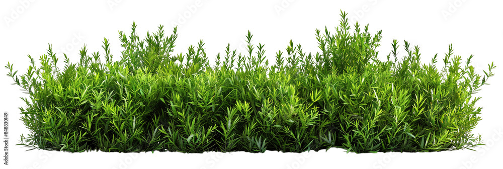 elongated green bushes isolated on transparent background Stock Photo ...