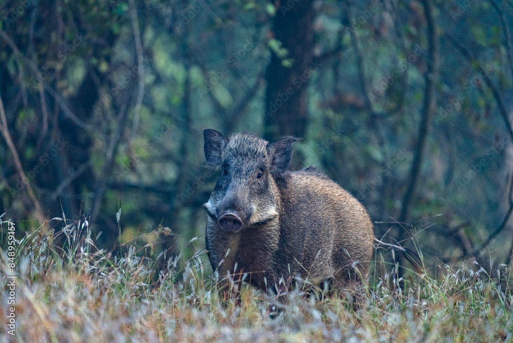 The Indian boar (Sus scrofa cristatus), also known as the Andamanese ...
