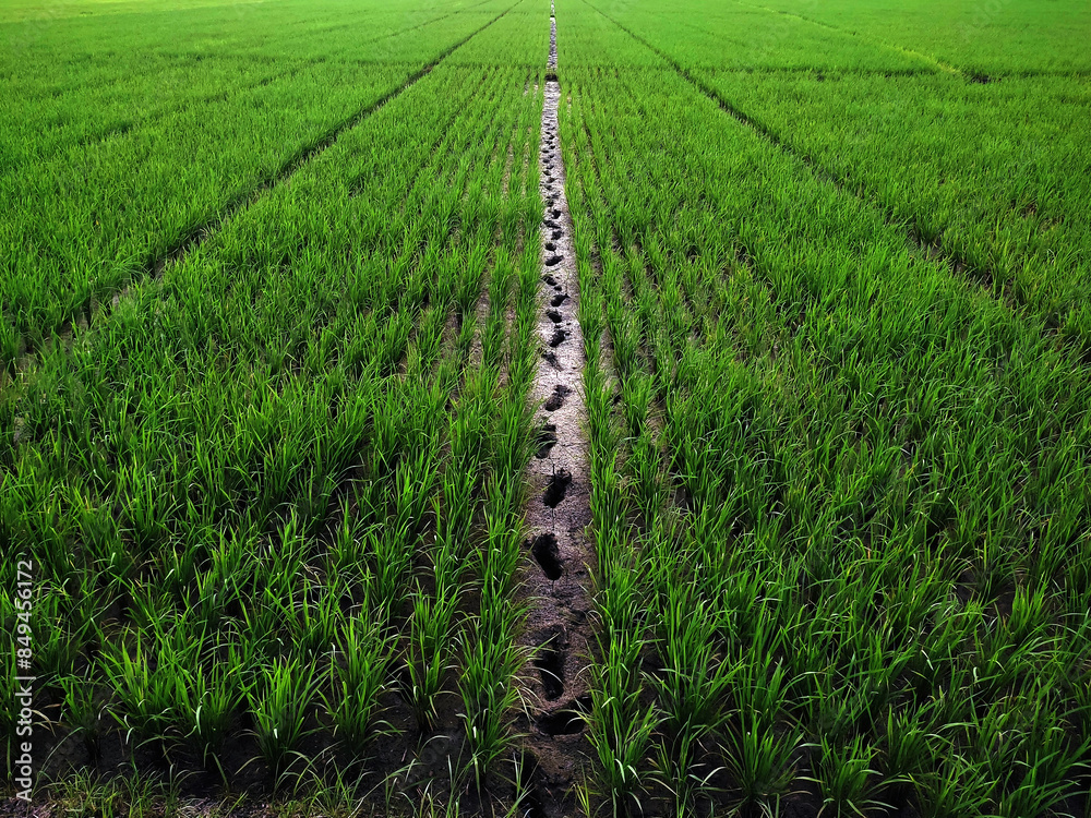 ภาพถ่าย Stock Footprints in the muddy rice field among 20-day-old rice ...