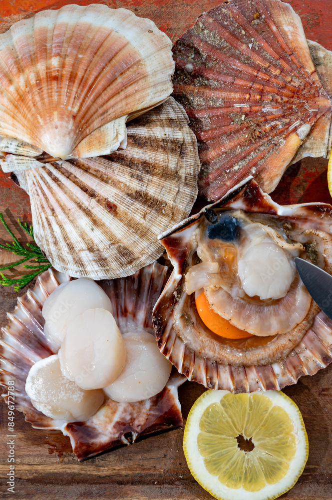 Atlantic bay scallops coquille St. James sea shells, catch of the day ...