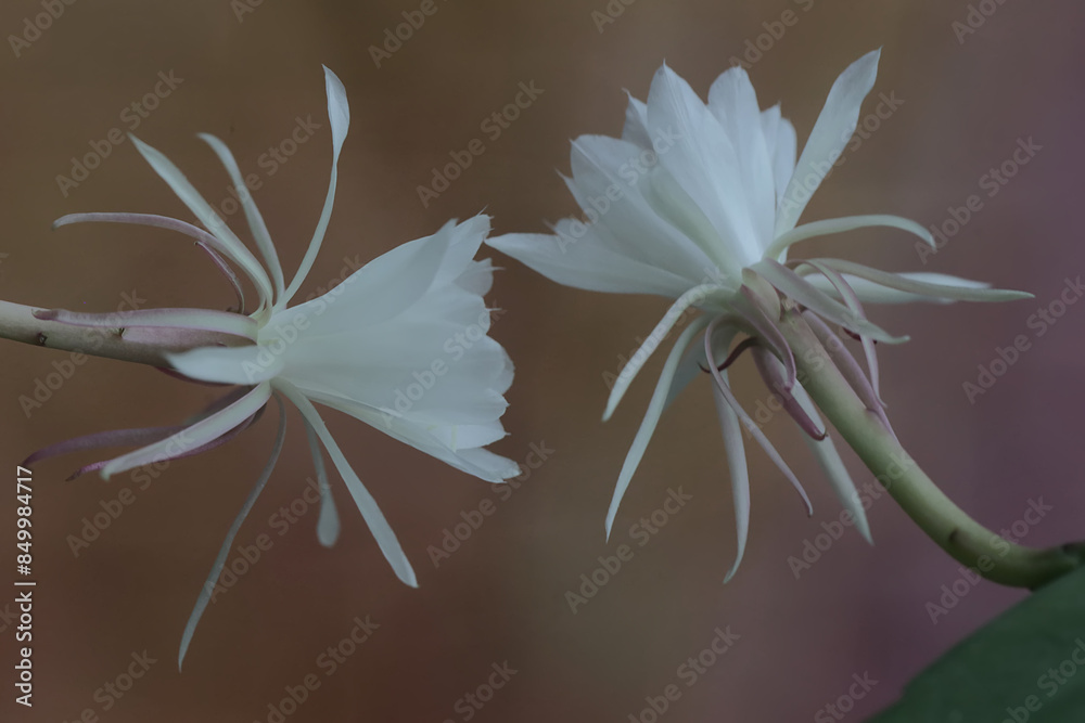 The elegance of the Dutchman's pipe flower in full bloom. This flower ...