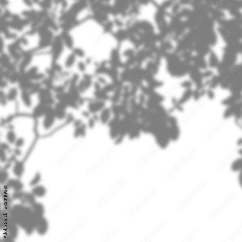 Tree branch shadow overlay with transparent background. Realistic tree ...