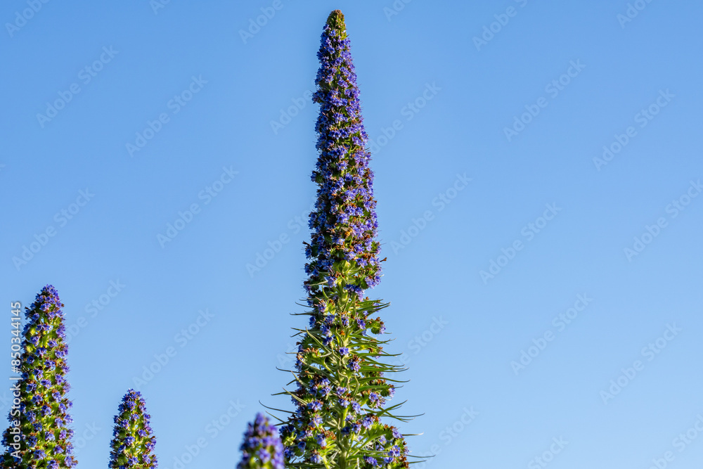 Echium candicans, the 'Pride of Madeira', flowering plant in the family ...